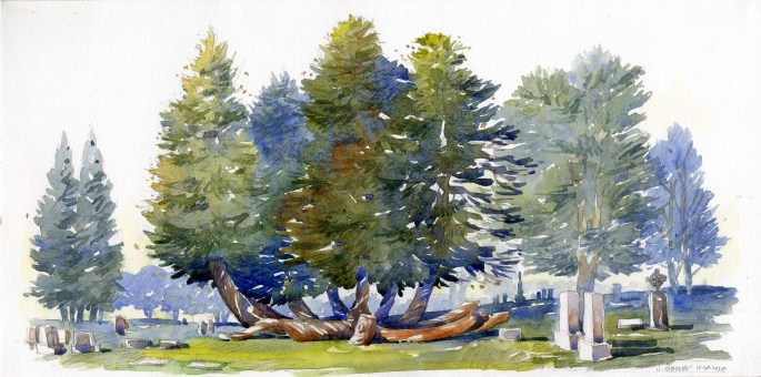 Amazing Cedar – Drawing Perspectives